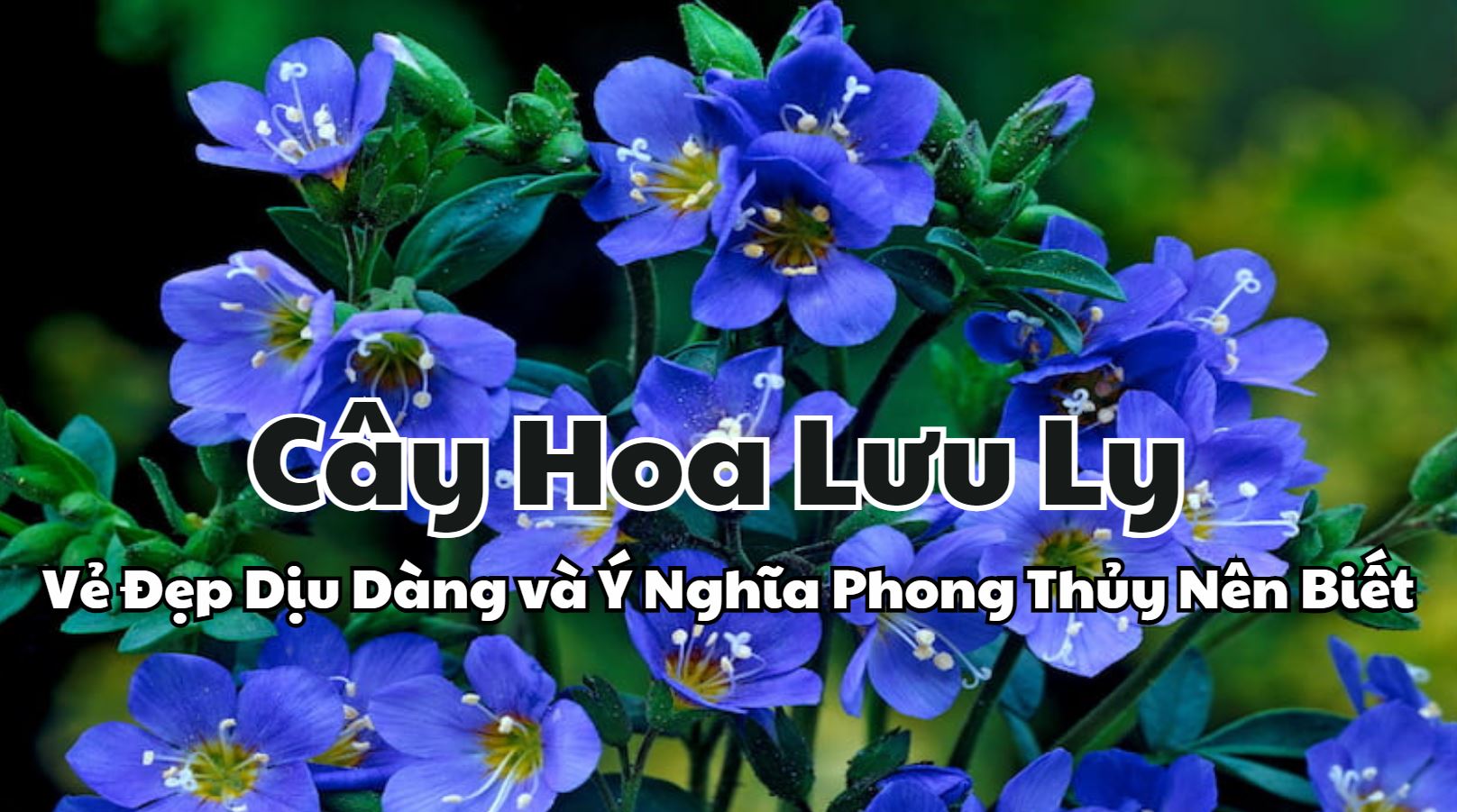 Cây Hoa Lưu Ly - Ý Nghĩa Phong Thủy Nên Biết